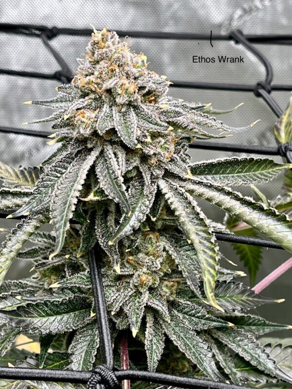 Wrank R2 (Ethos Genetics) - Clone Superstore